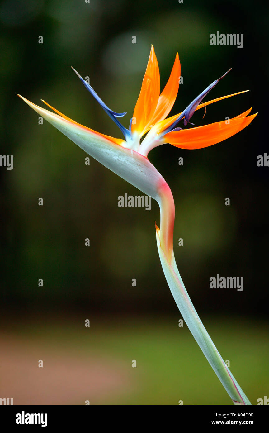 Crane flower hi-res stock photography and images - Alamy