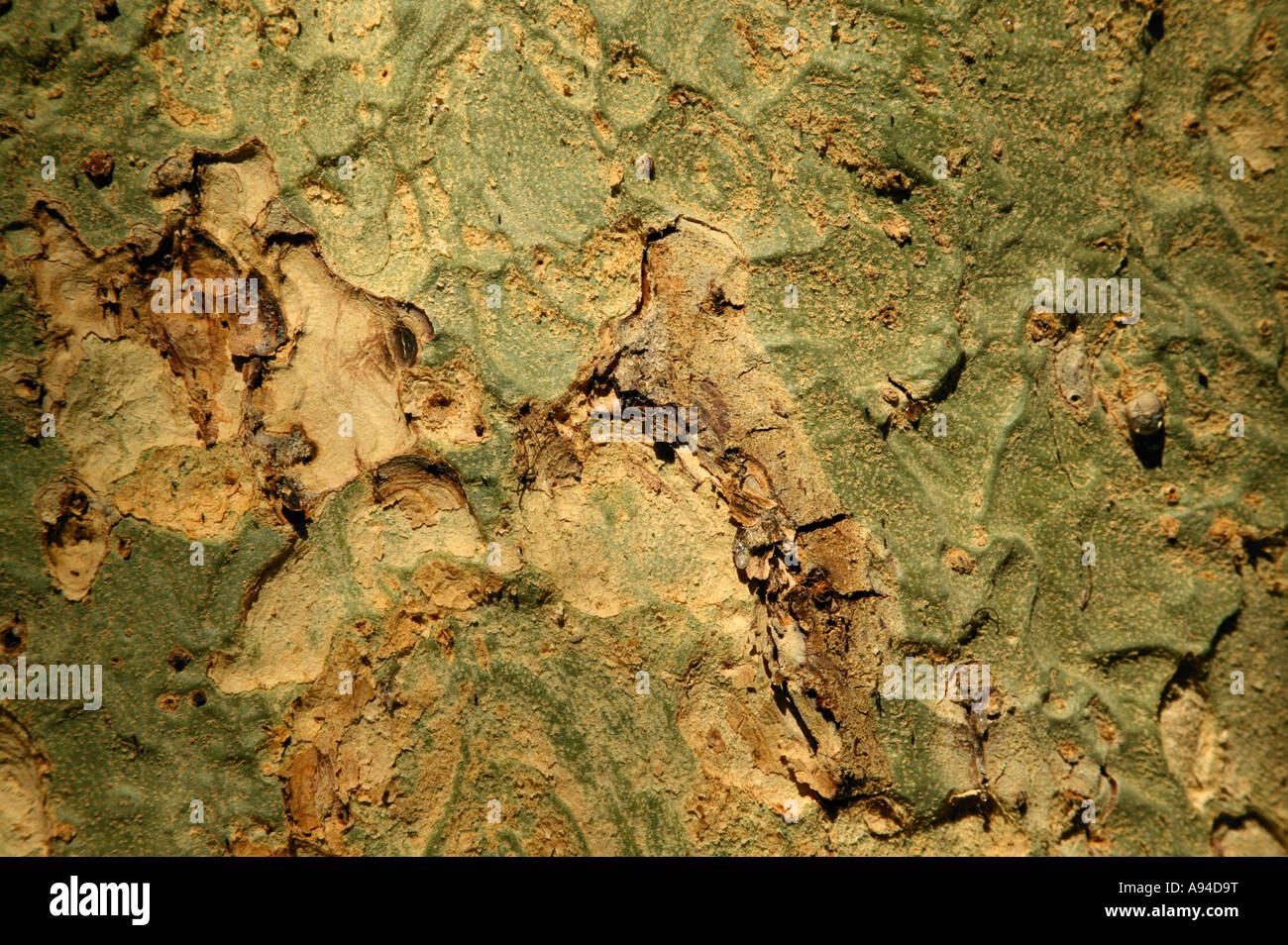 Layers of a tree hi-res stock photography and images - Alamy