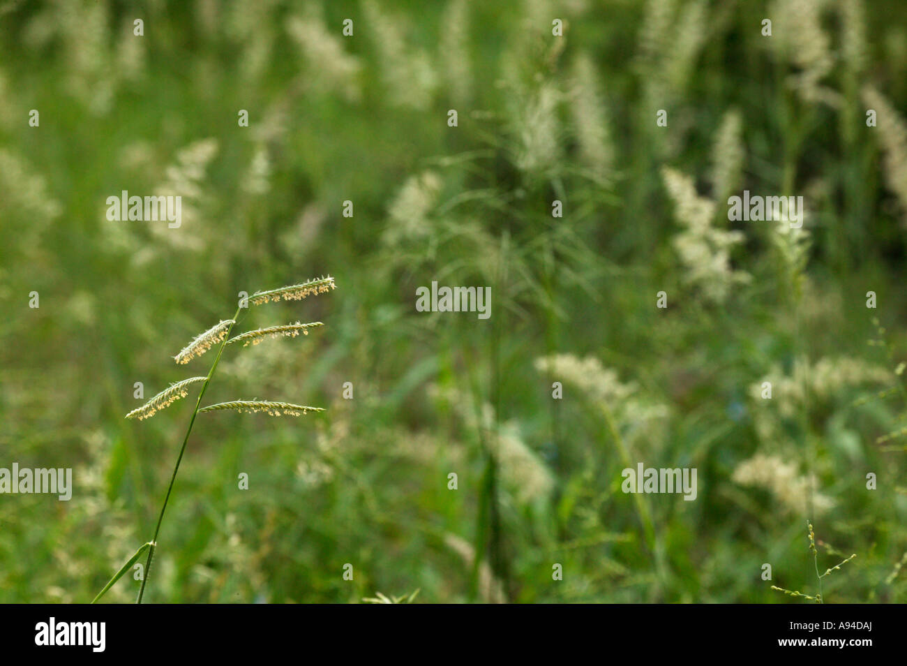 Grass seeds Kruger National Park Mpumalanga South Africa Stock Photo ...
