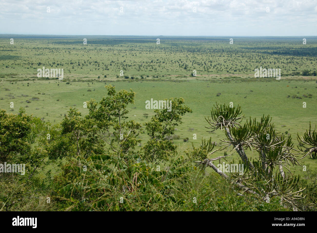 A semi aerial view of the basalt plains in the Kruger National Park ...