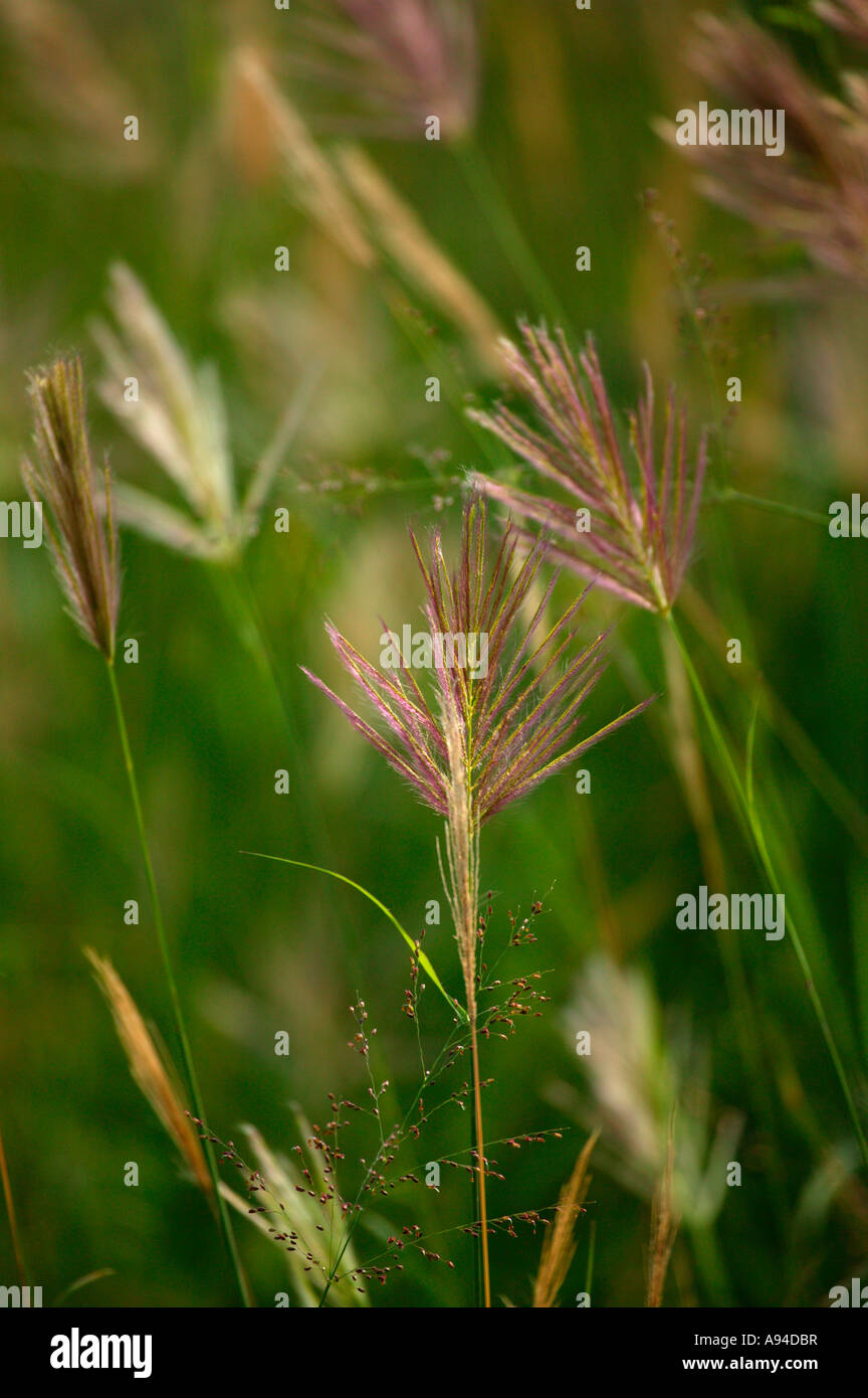 African veld grasses stalks bearing purple seeds Kruger National Park ...