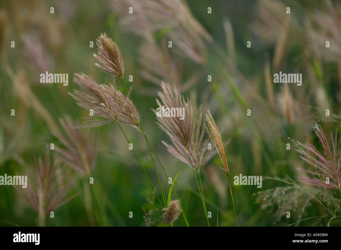 African veld grass stalks bearing purple seeds Kruger National Park ...