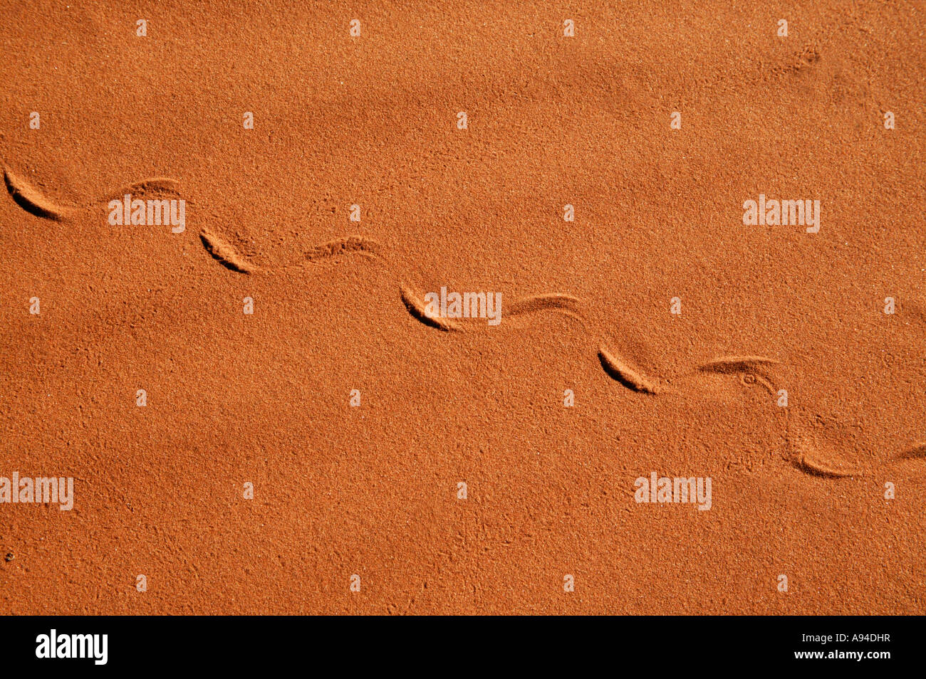 Snake track hi-res stock photography and images - Alamy