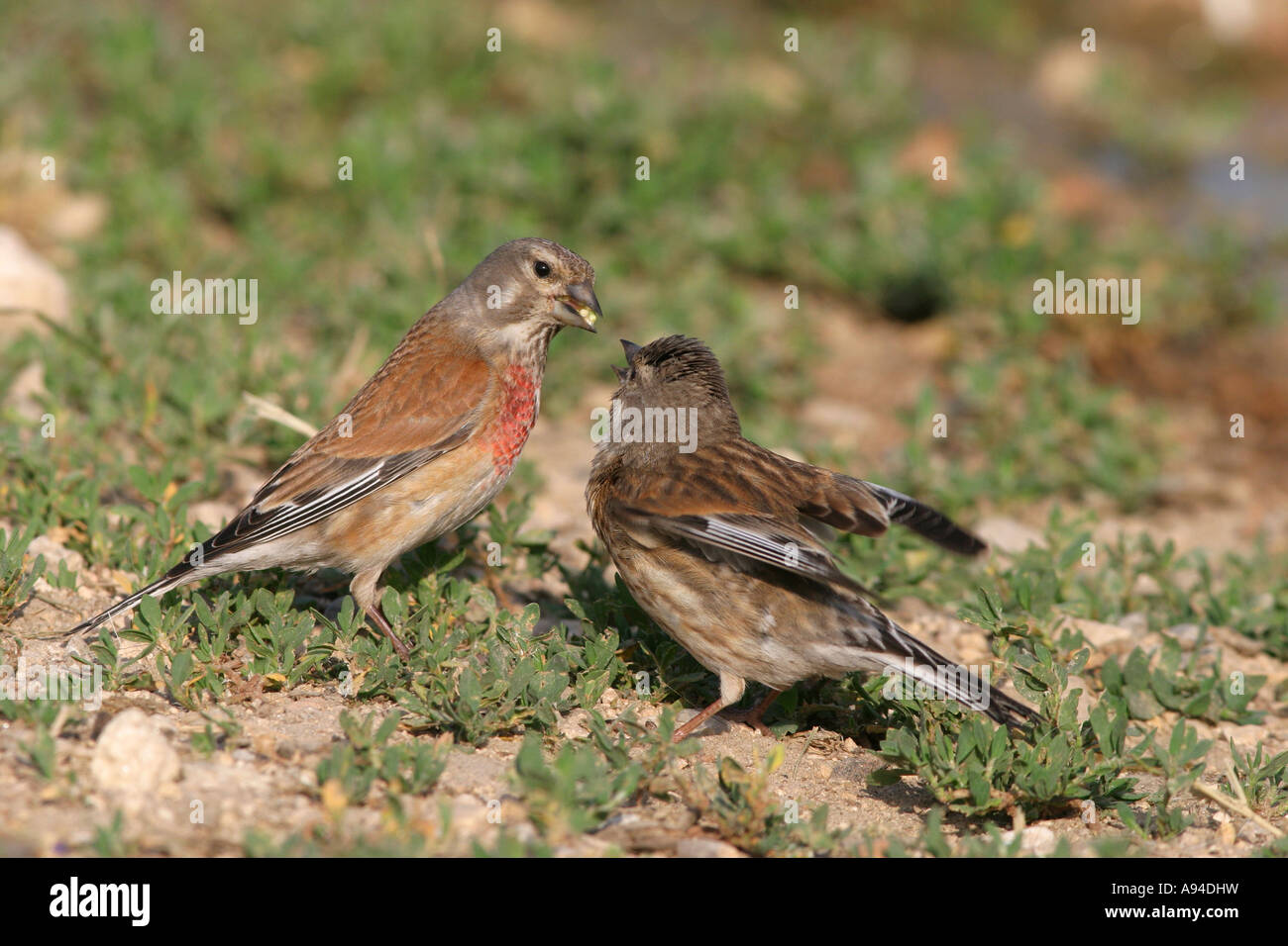Juvenile linnet hi-res stock photography and images - Alamy