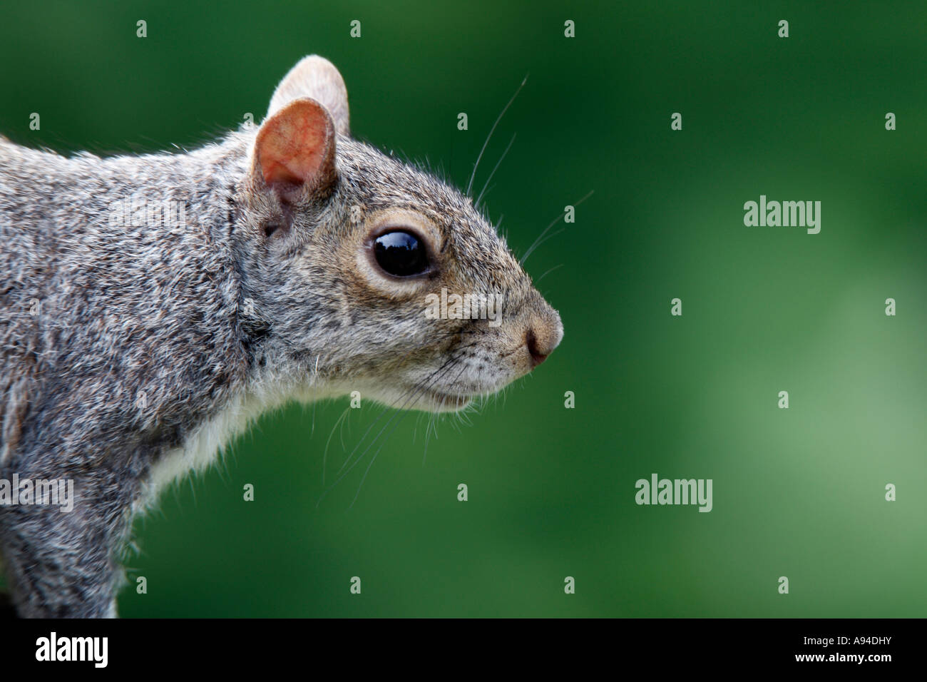 Grey squirrel Sciurus carolinensis close up of head with nice out of ...