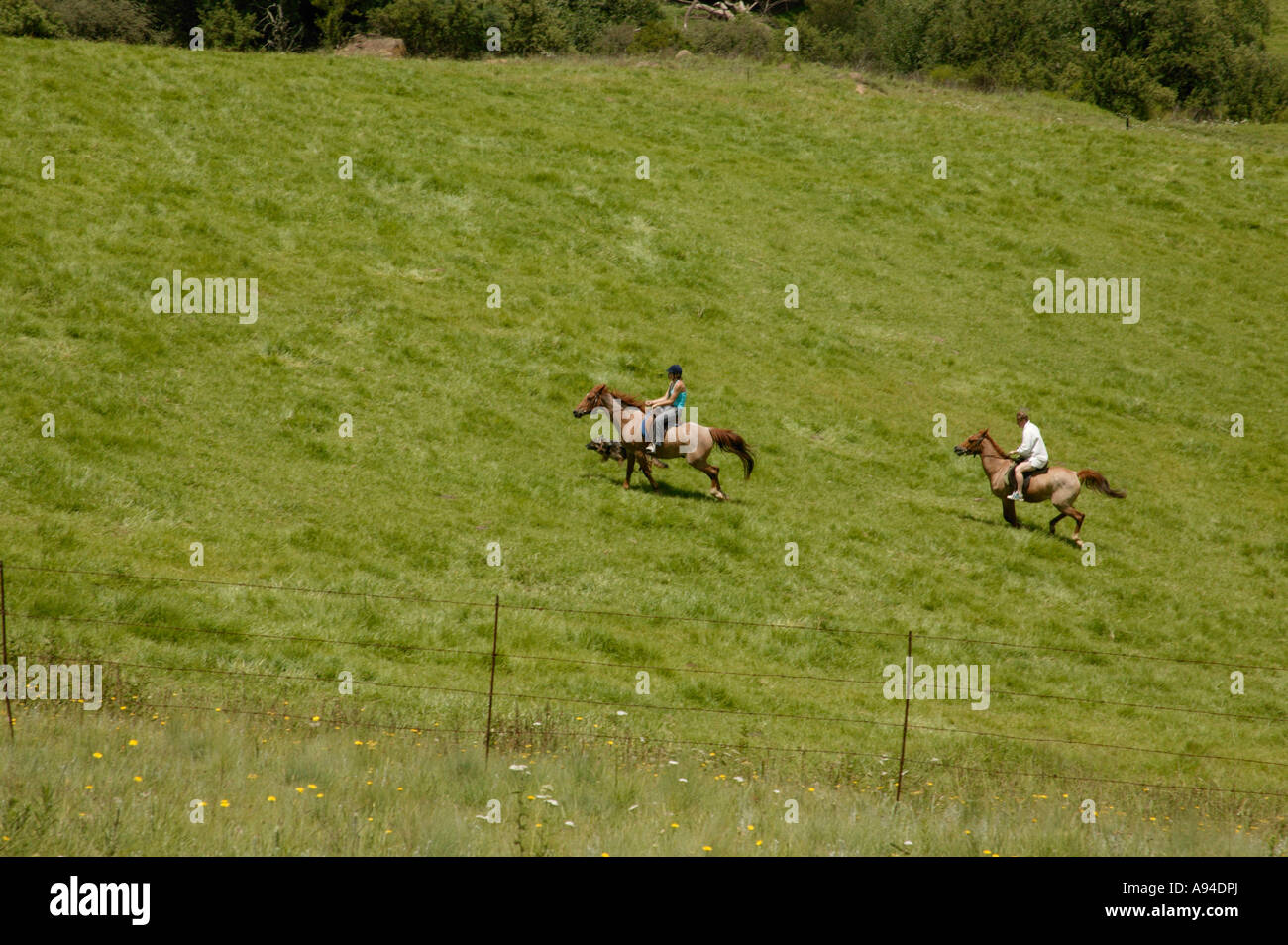 Two riders on horseback galloping across a sloping hill Underberg ...