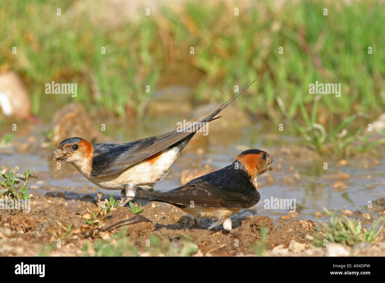 Red-rumped Swallow , Hirundo daurica, collecting mud for its nest Stock ...
