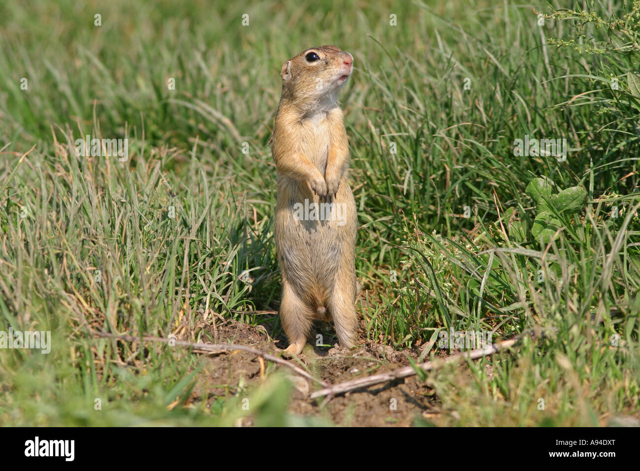 European ground squirrel European suslik European souslik Citellus ...