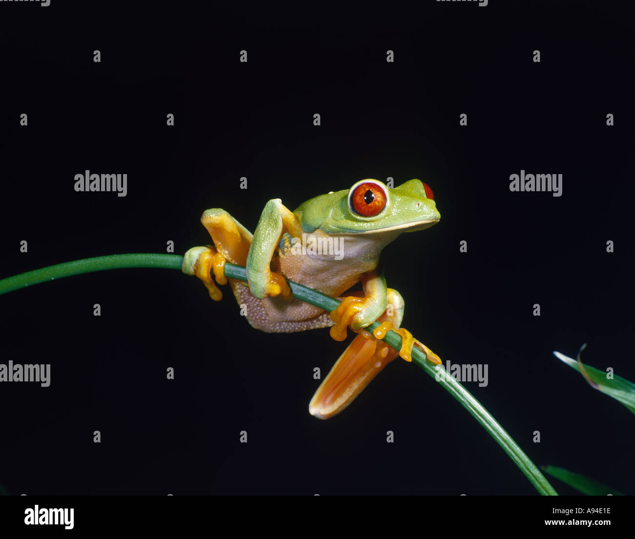 TREE FROG Frogs and toads Stock Photo - Alamy