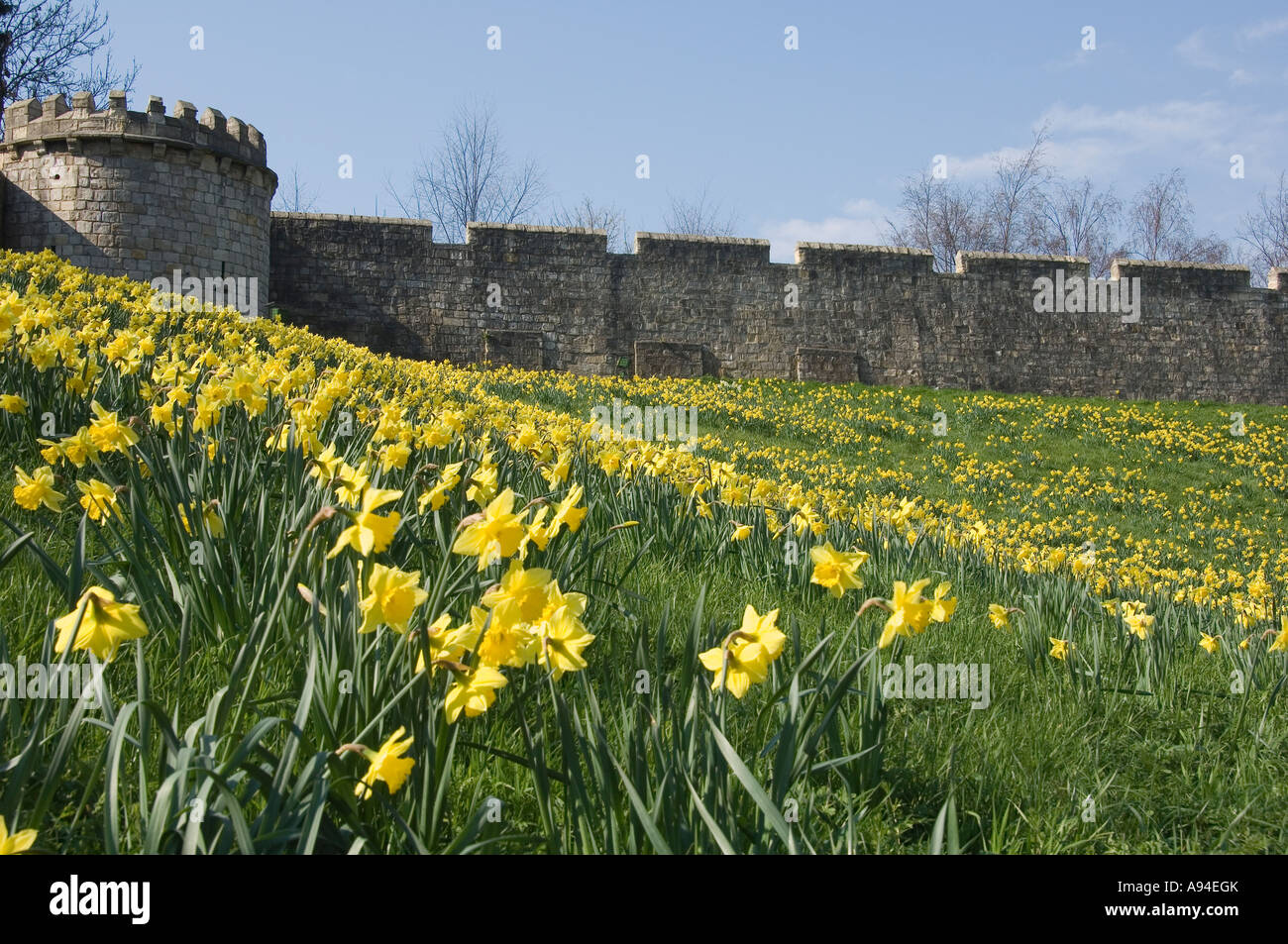Spring daffodils on the City Walls York North Yorkshire England UK ...