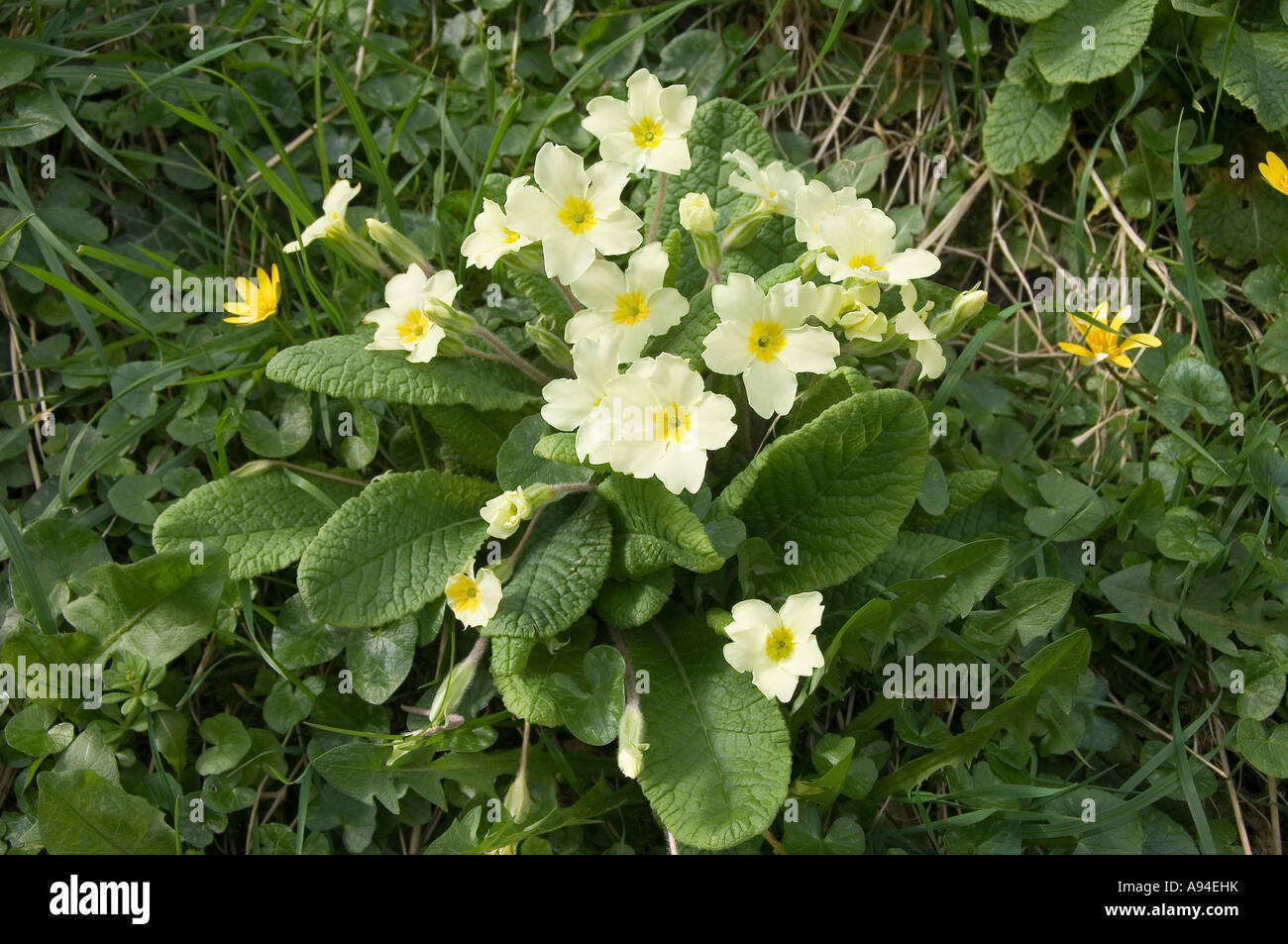 Close up of wild primroses and celandines growing in a field yellow ...