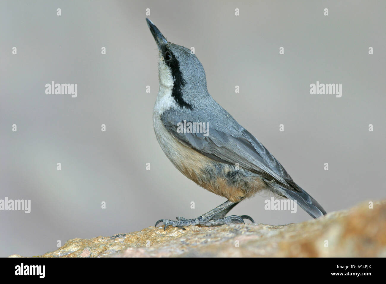 rock nuthatch Sitta neumayer Stock Photo - Alamy