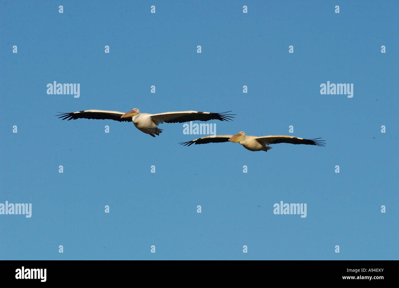 Two Great White Pelicans in flight Stellenbosch Western Cape South ...