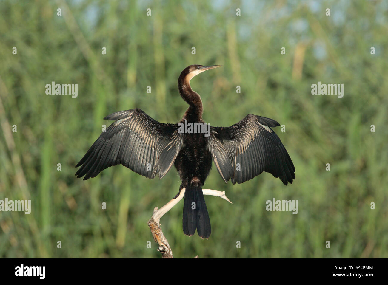 African Darter with wings outstretched to dry Vaal River Gauteng South ...