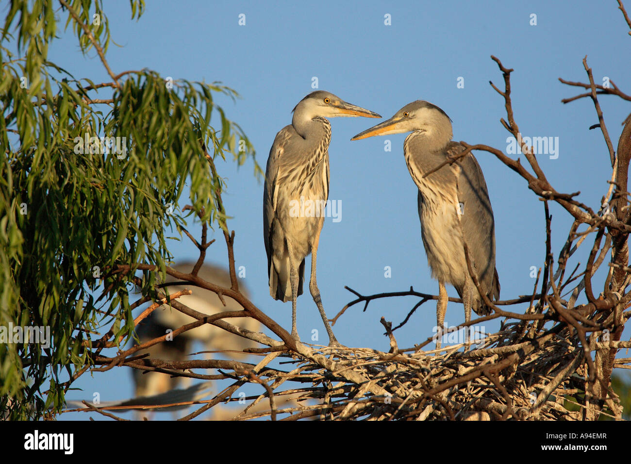 Grey Heron sub adult chicks on a nest Gauteng South Africa Stock Photo ...