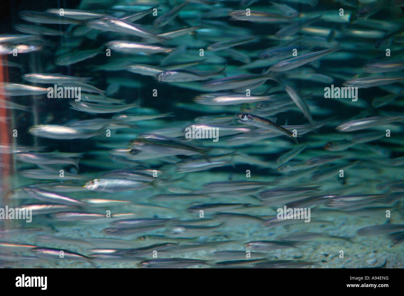 Hundreds of shiny marine fingerlings in a fishtank Two Oceans Aquarium ...