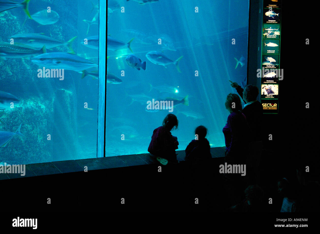 Visitors viewing fish in one of the large tanks at the aquarium in Cape ...