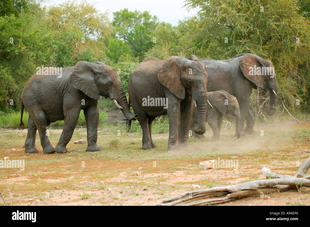 Breeding herd of mud splattered elephants kicking up dust Kruger ...