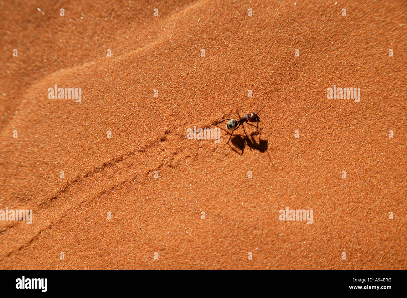 An ant leaving a track across the desert sand Sossusvlei Namibia Stock ...