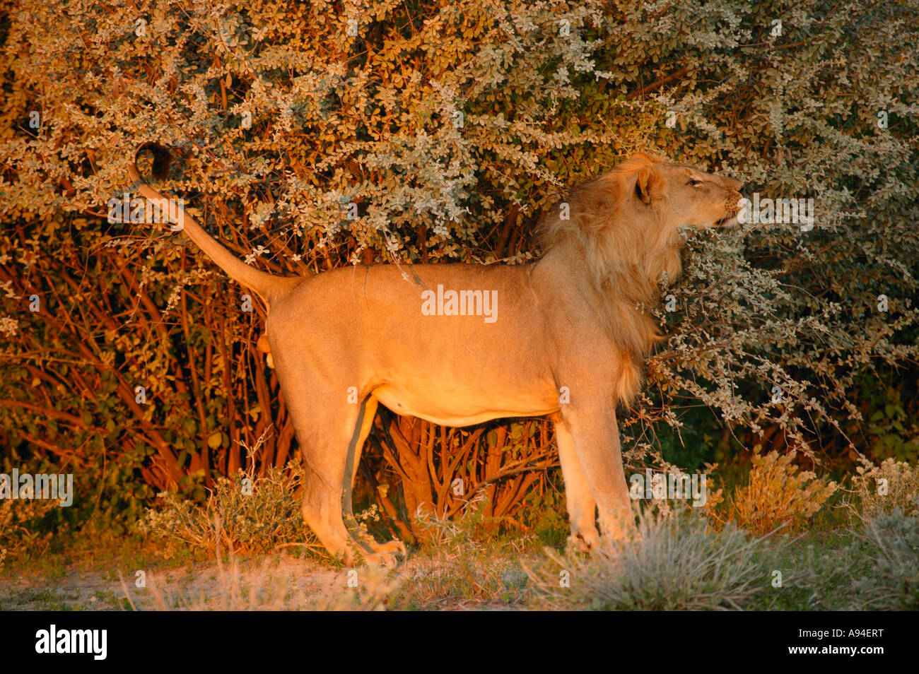 A male lion spraying a bush with urine to mark his territory Etosha ...