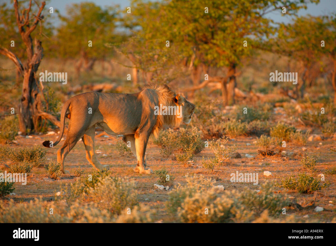 A rear view of a male lion standing in an area of scrub roaring as he ...