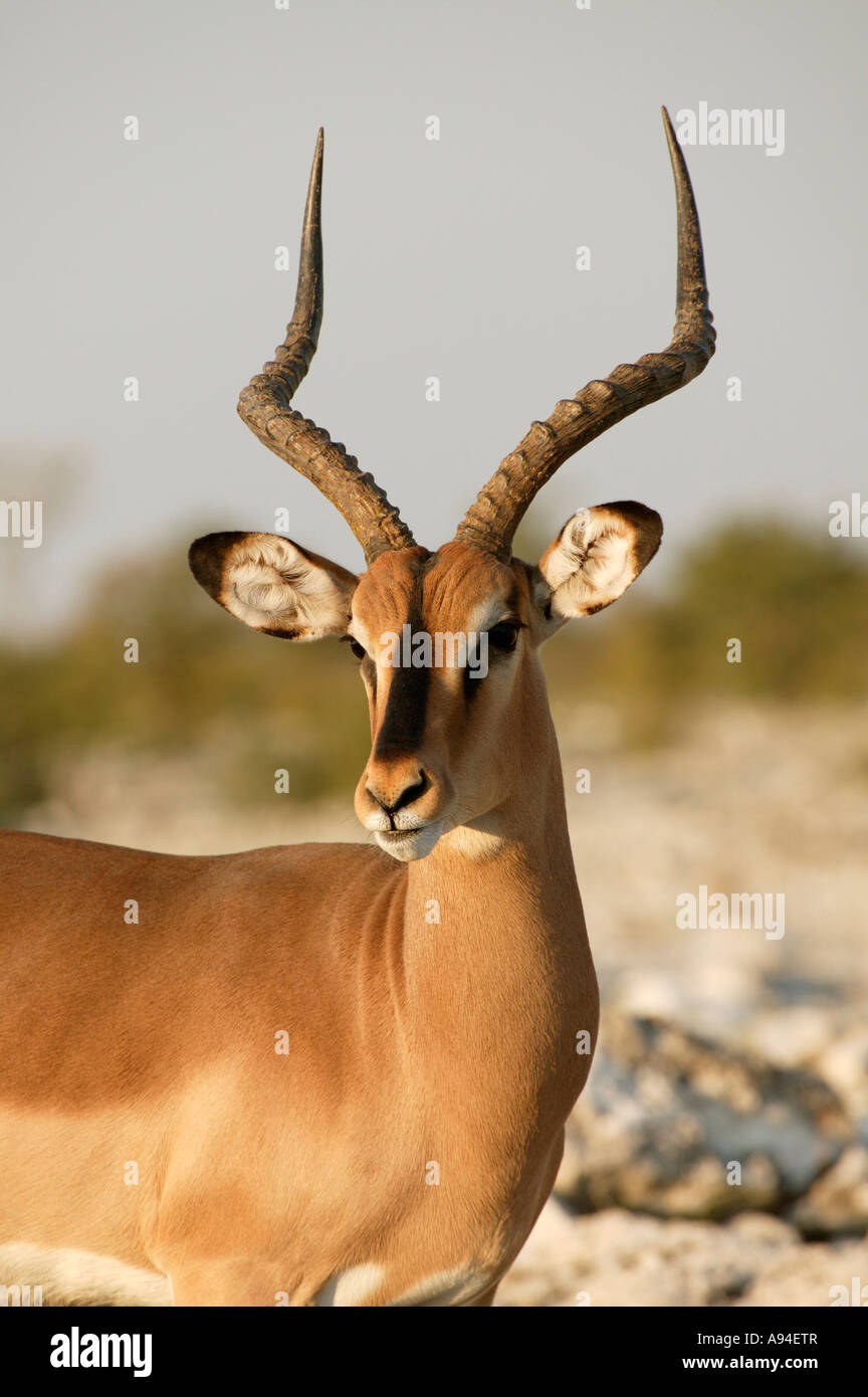 Black faced Impala ram portrait Etosha Namibia Stock Photo - Alamy