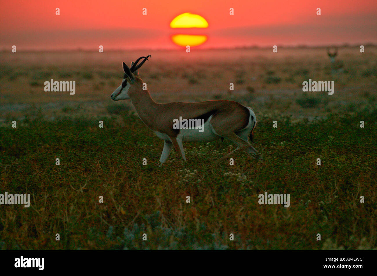 Springbok colours hi-res stock photography and images - Alamy