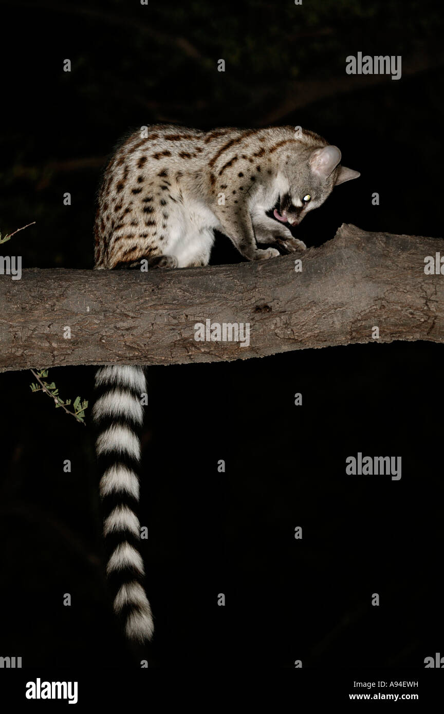 Gennet hi-res stock photography and images - Alamy