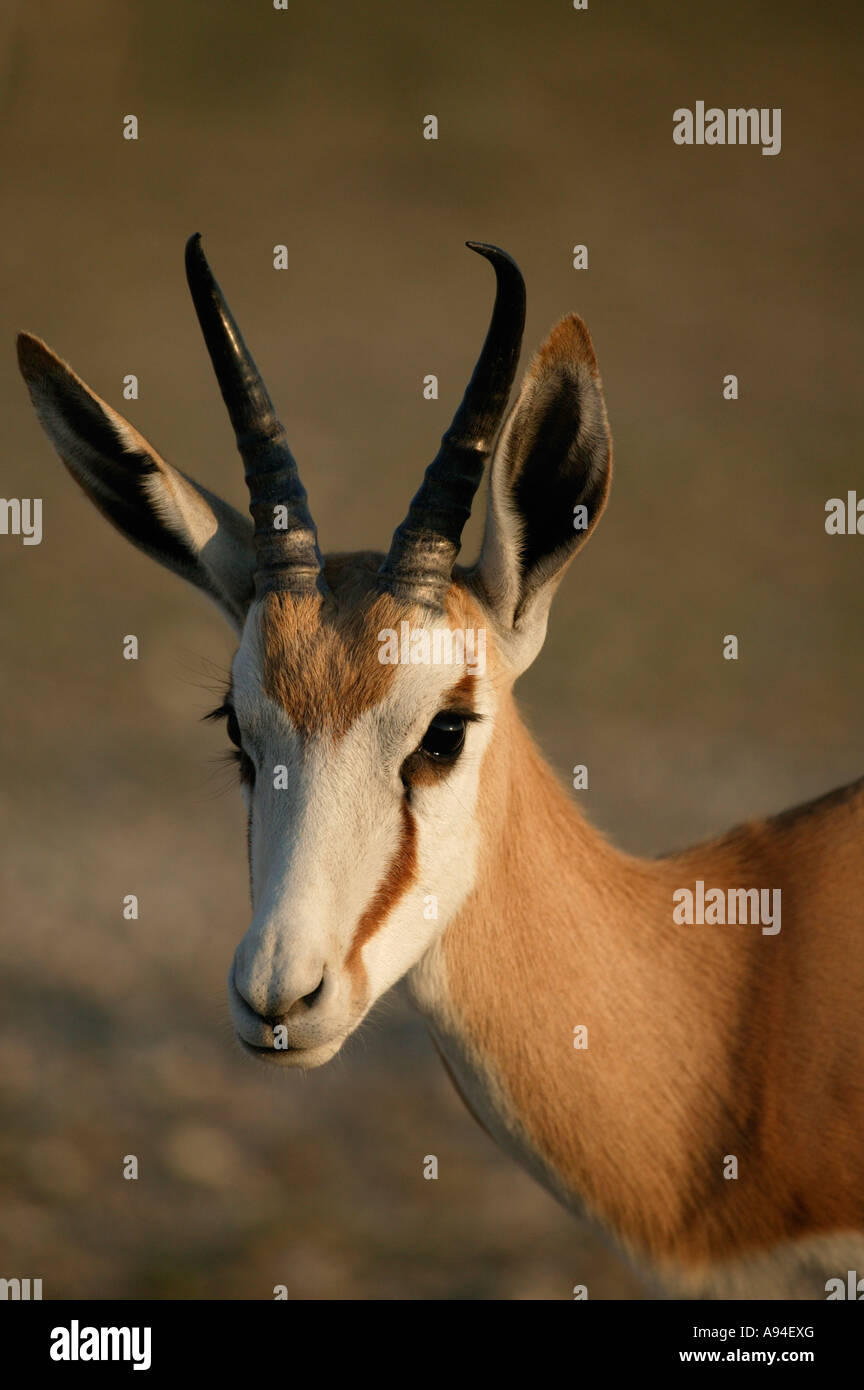 Springbok ram youngster portrait Etosha Namibia Stock Photo - Alamy
