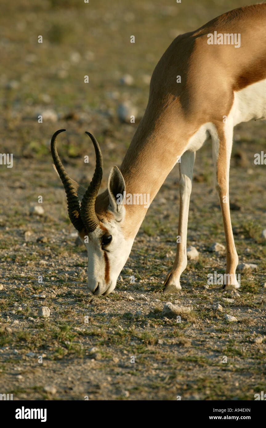 Springbok ram hi-res stock photography and images - Alamy