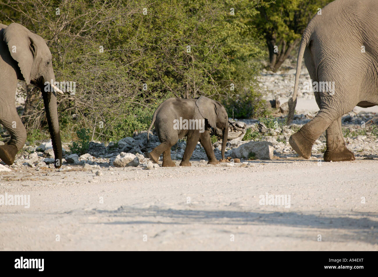 Three elephants walking in single file through rocky area a very young ...