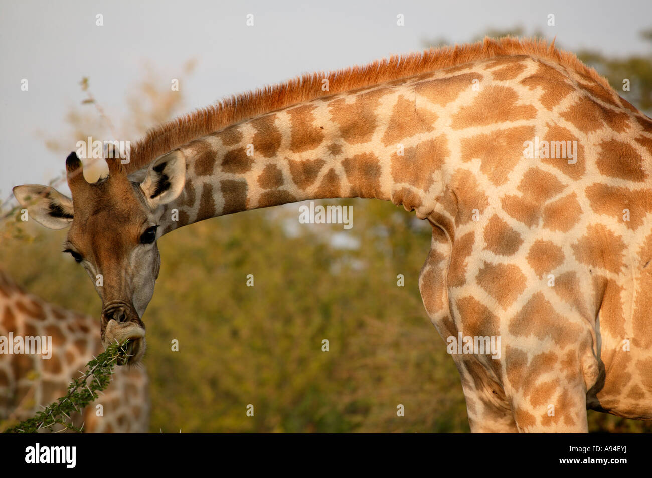 Bend their necks hi-res stock photography and images - Alamy