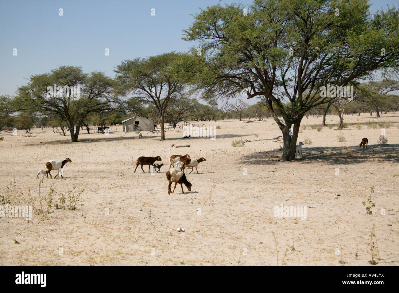 Goats gazing in an arid area with a small simple homestead in the ...