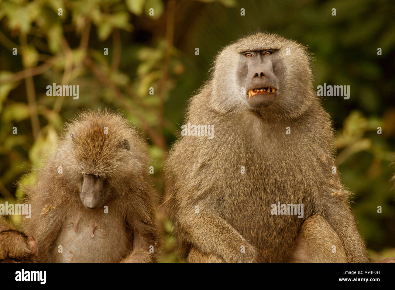 Pair of olive baboons one looking aggressive the other looking down ...