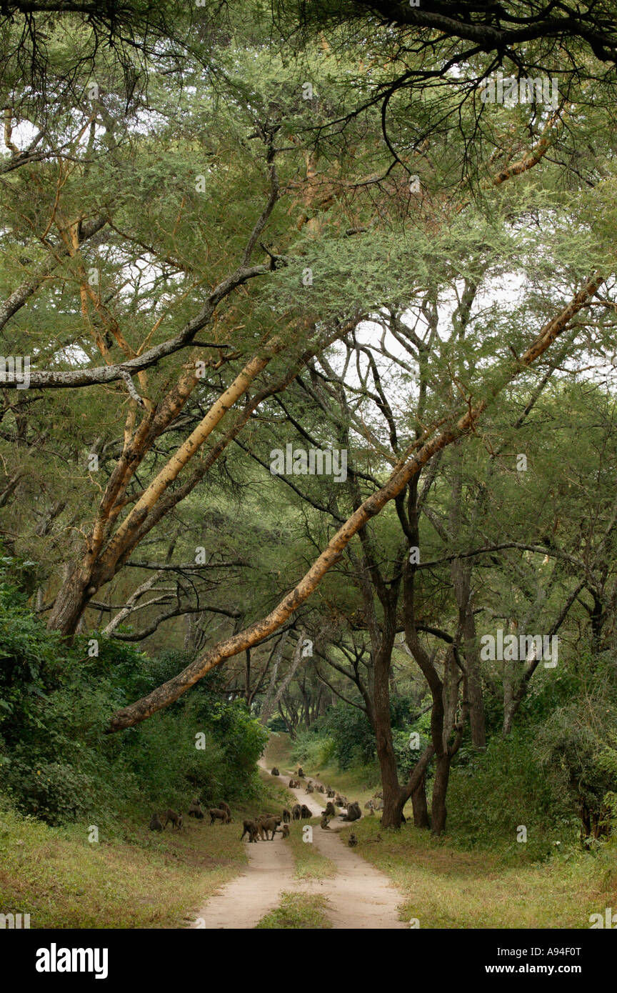 A large troop of baboons walking down a dust road through a densely ...