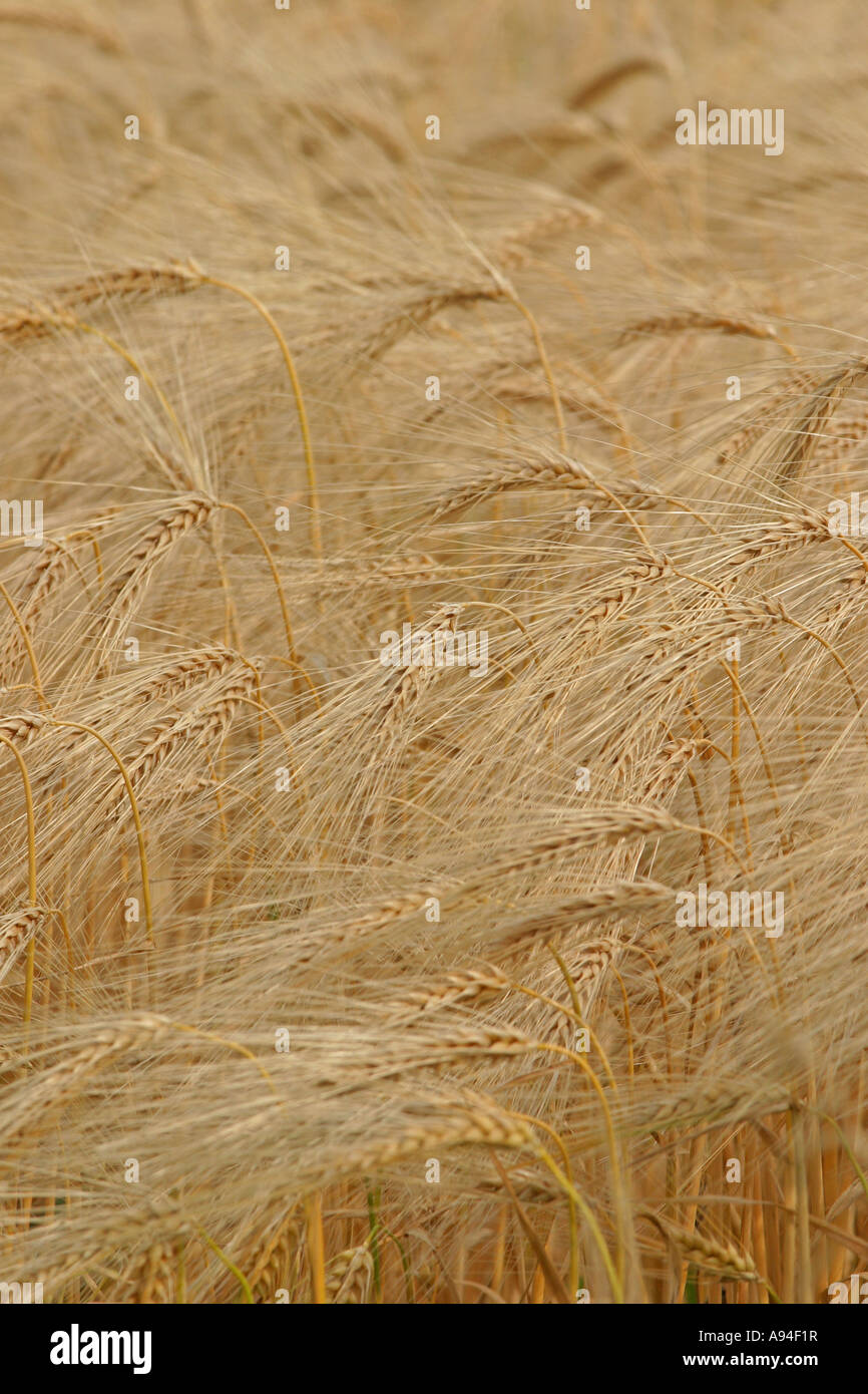 Corn field, Bulgaria Stock Photo - Alamy