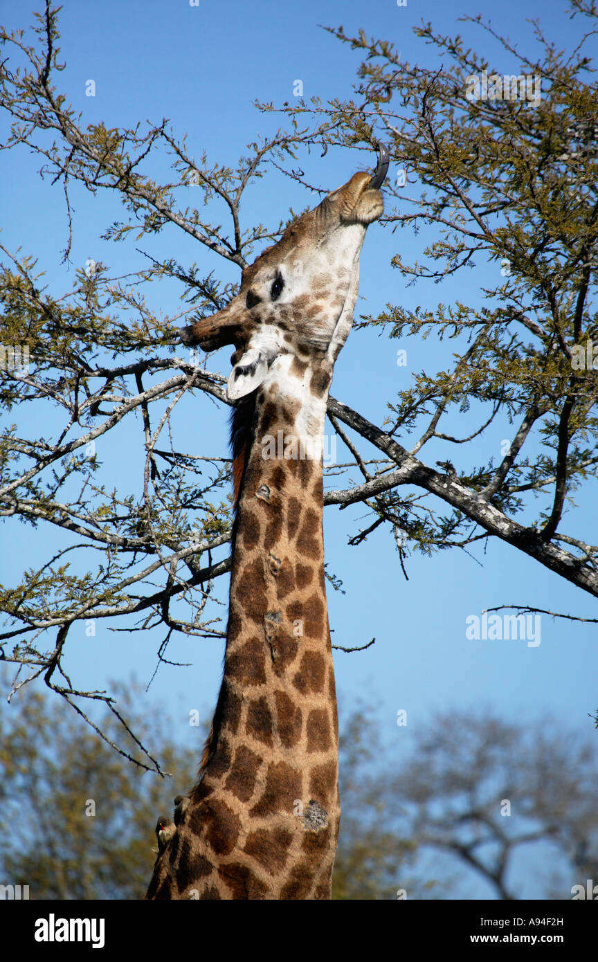 Giraffe stretching up to reach the leaves on the uppermost branches of ...