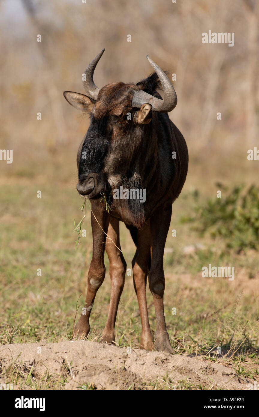 Blue wildebeest brindled gnu standing with a piece of grass in his ...