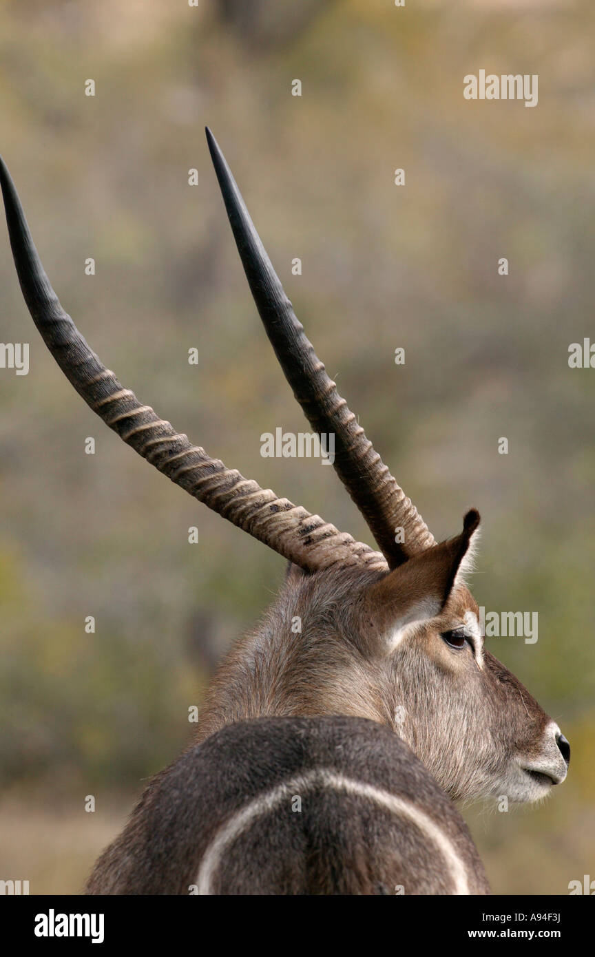 Waterbuck ram rear view head turned sideways showing the white ring on ...