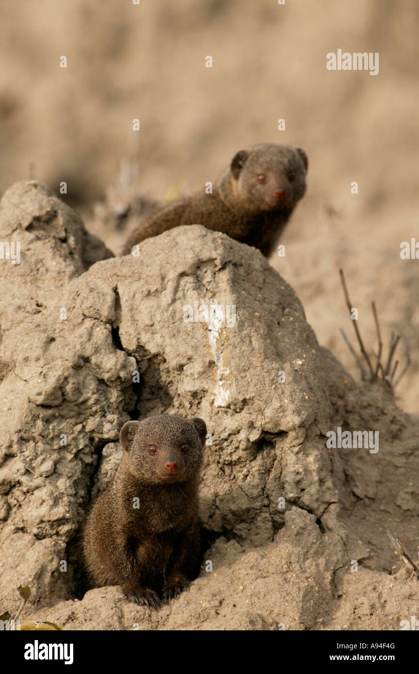 Dwarf Mongoose pair staring with interest from their burrow Sabi Sand ...