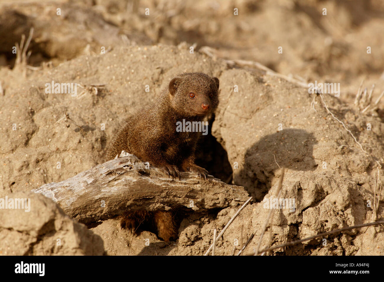 Dwarf Mongoose resting forepaws on a dead branch and staring with ...
