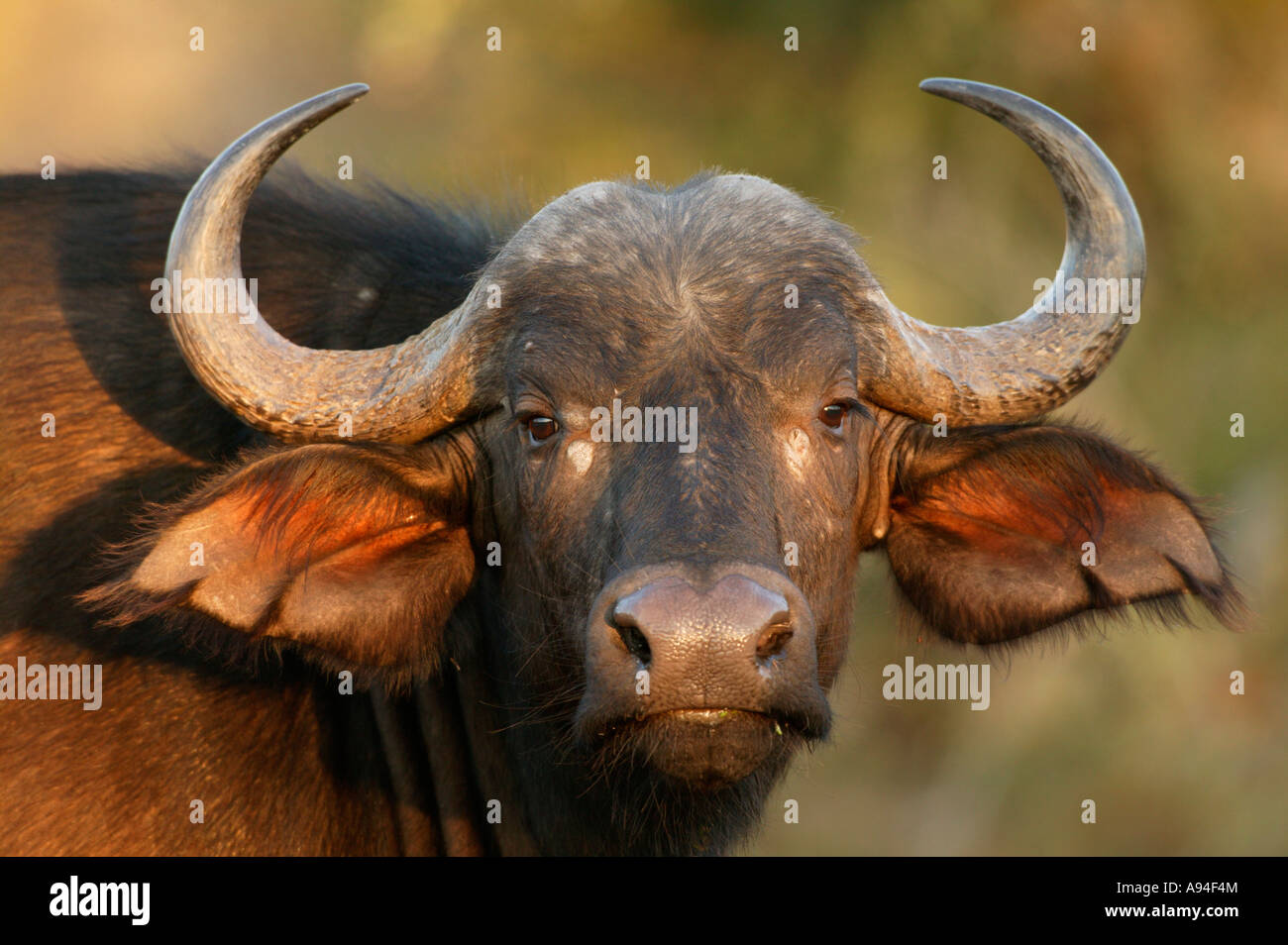 Buffalo cow portrait with eye contact Sabi Sand Game Reserve Mpumalanga ...