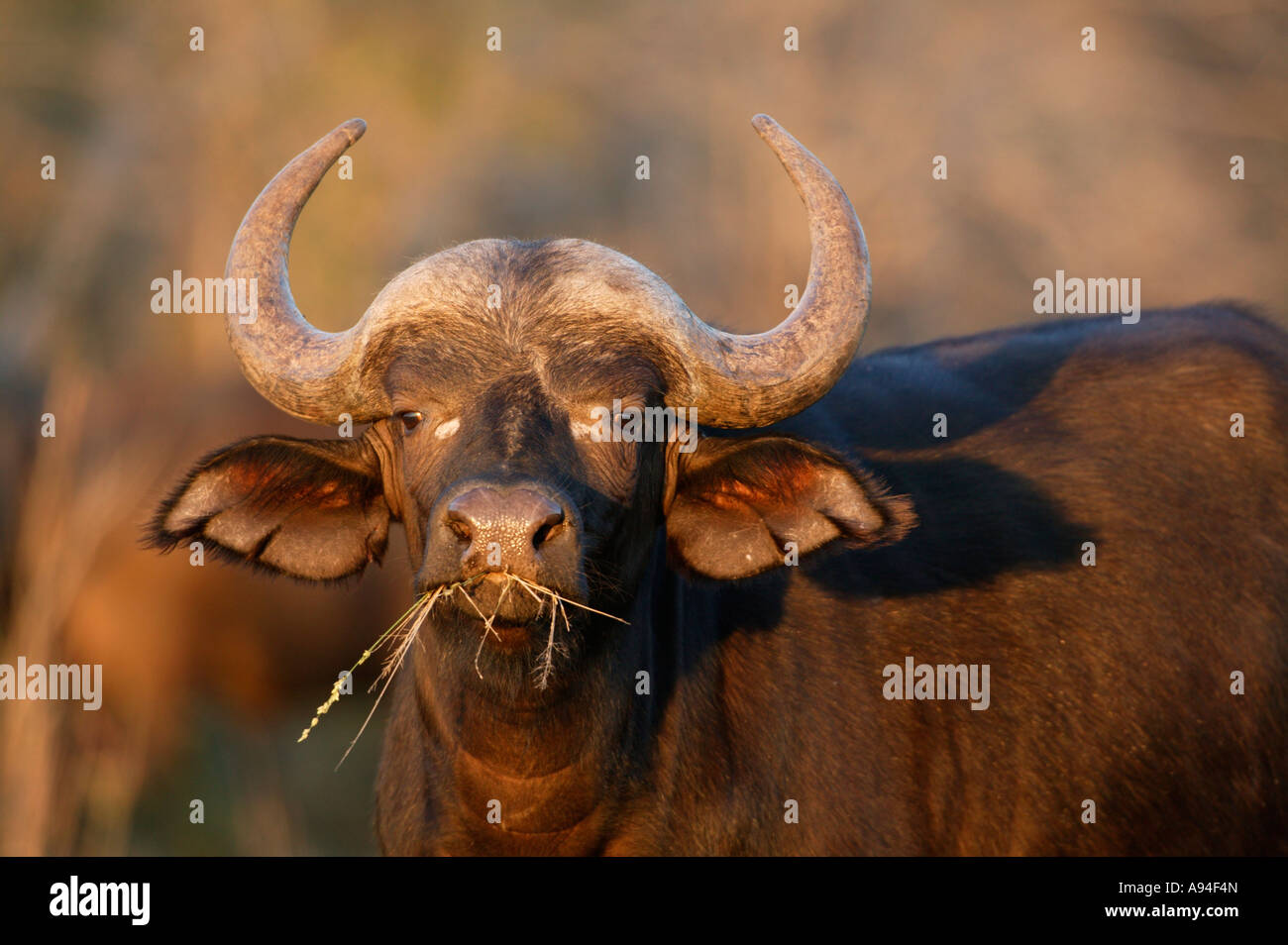 Portrait of a young buffalo bull with grass in its mouth with eye ...