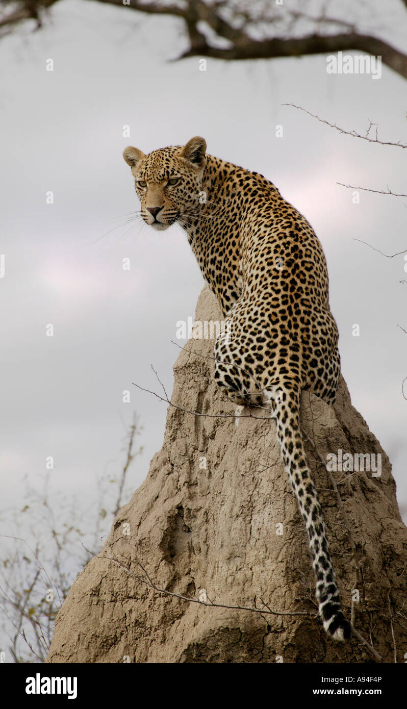Snow Leopard Sitting Back View Sitting Snow Leopard Royalty Free