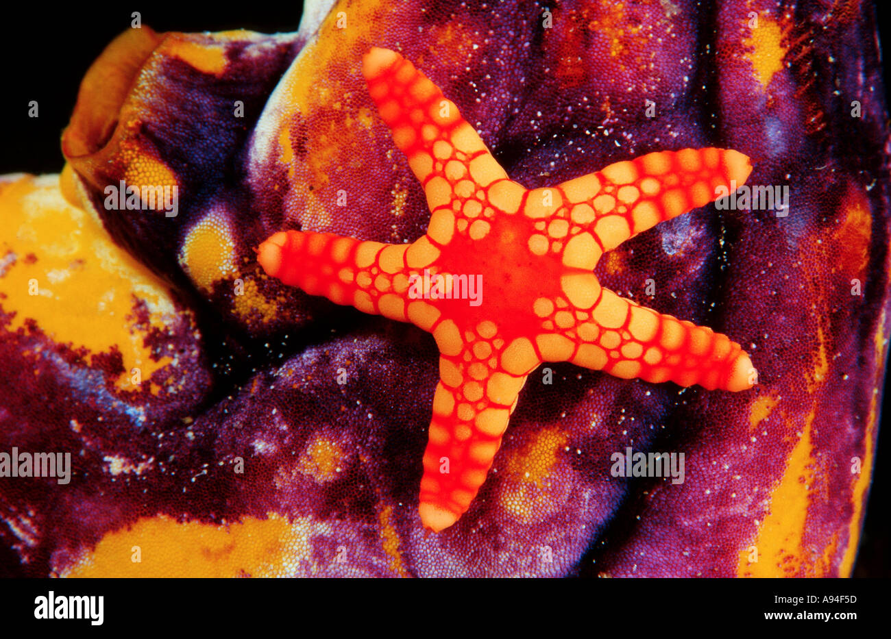 Colorful Sea Stars