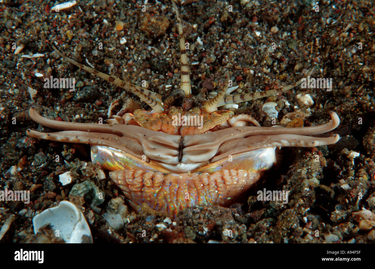 Bobbit worm Eunice aphroditois Stock Photo - Alamy