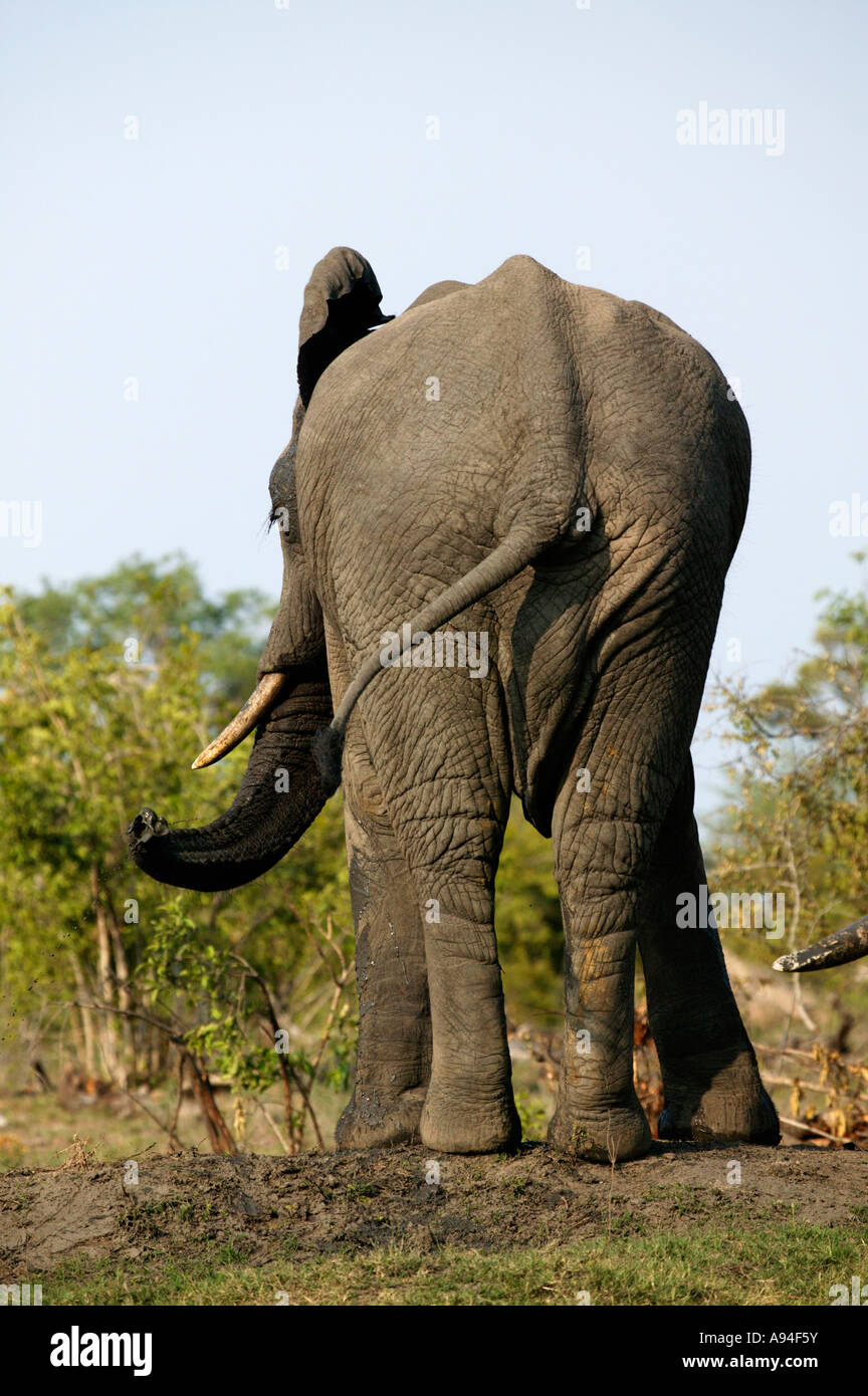 Elephant rear view Sabi Sand Game Reserve Mpumalanga South Africa Stock ...