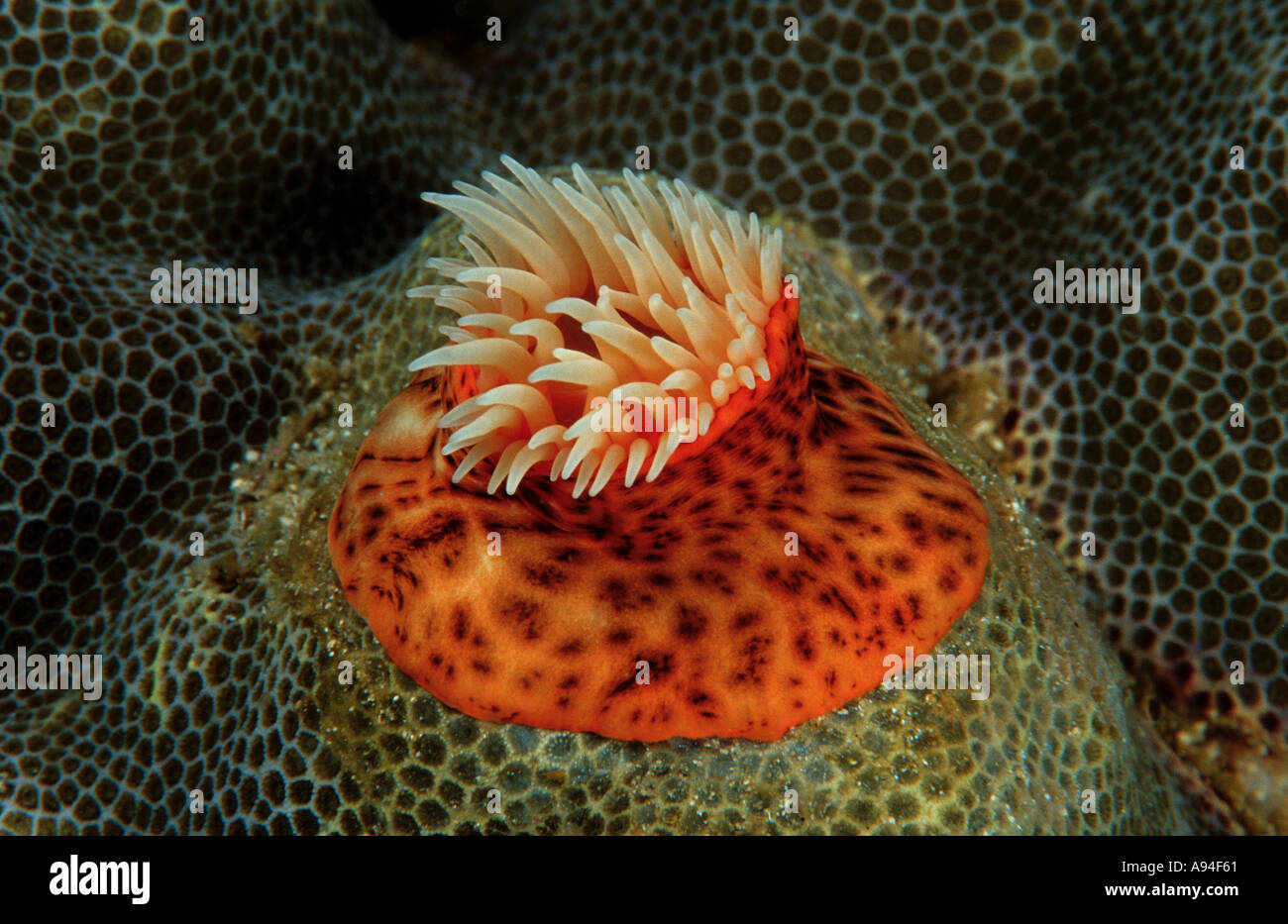 tiny sea anemone in coral reef Stock Photo - Alamy