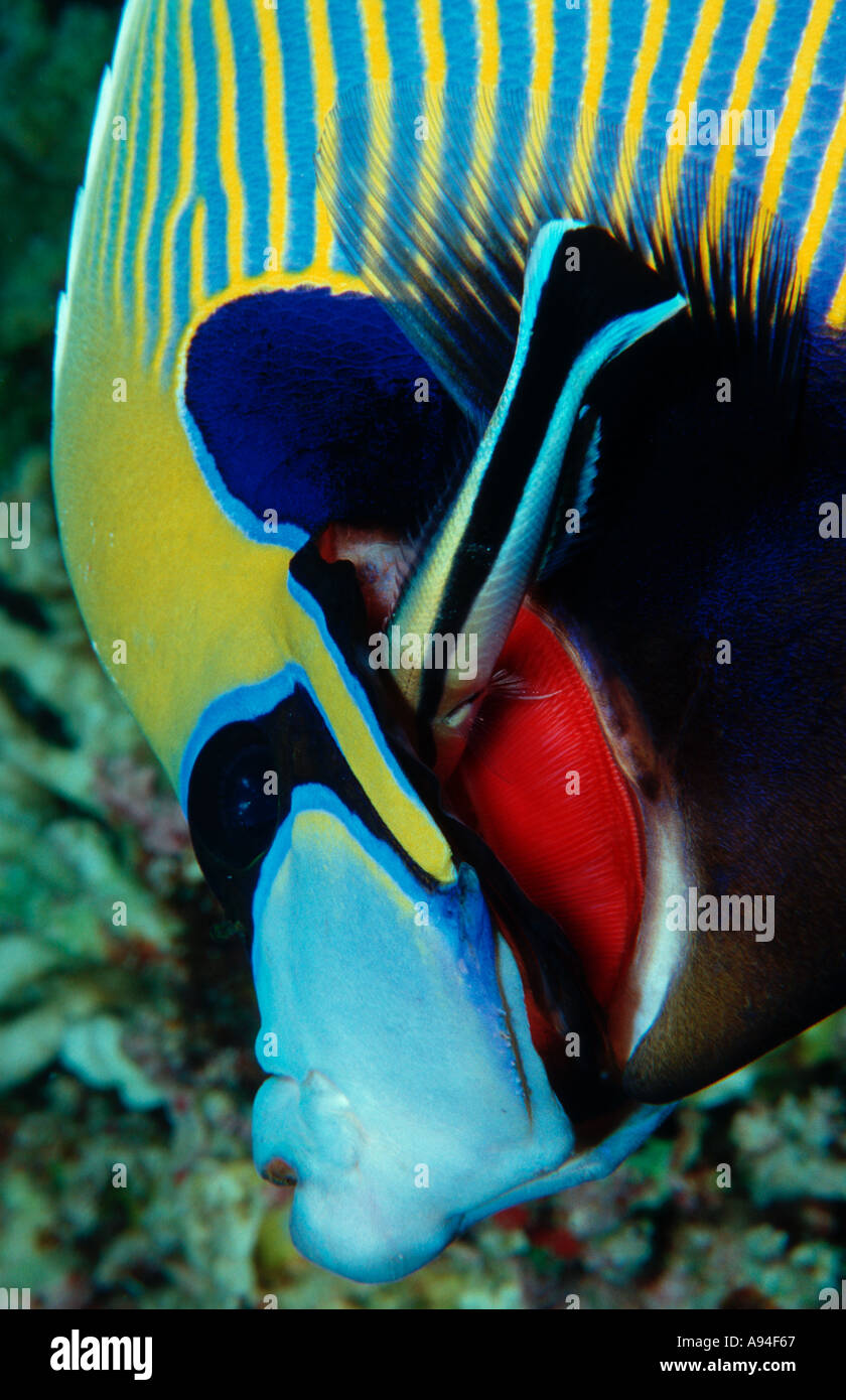 cleaner wrasse between the gills of an angelfish, Pomacanthus imperator ...