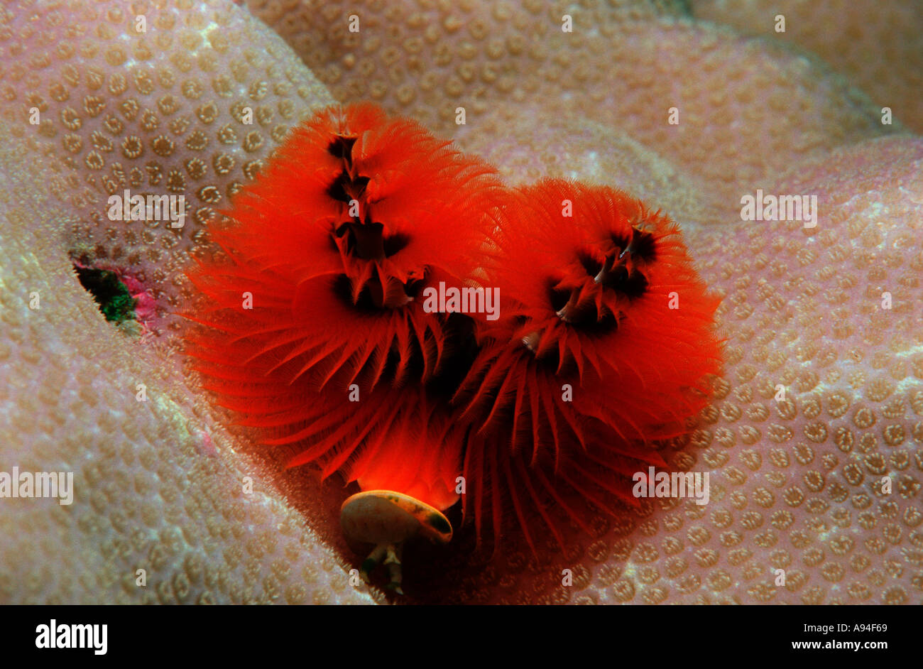 Red tube in coral reef hi-res stock photography and images - Alamy